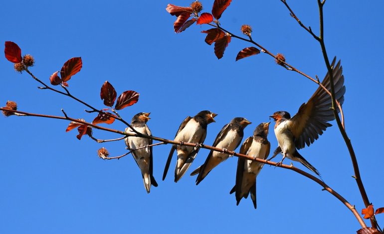 A primavera le rondini ritornano sotto il tetto delle case friulane
