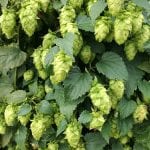 Fartae di urticions, un'ottima alternativa alla solita frittata