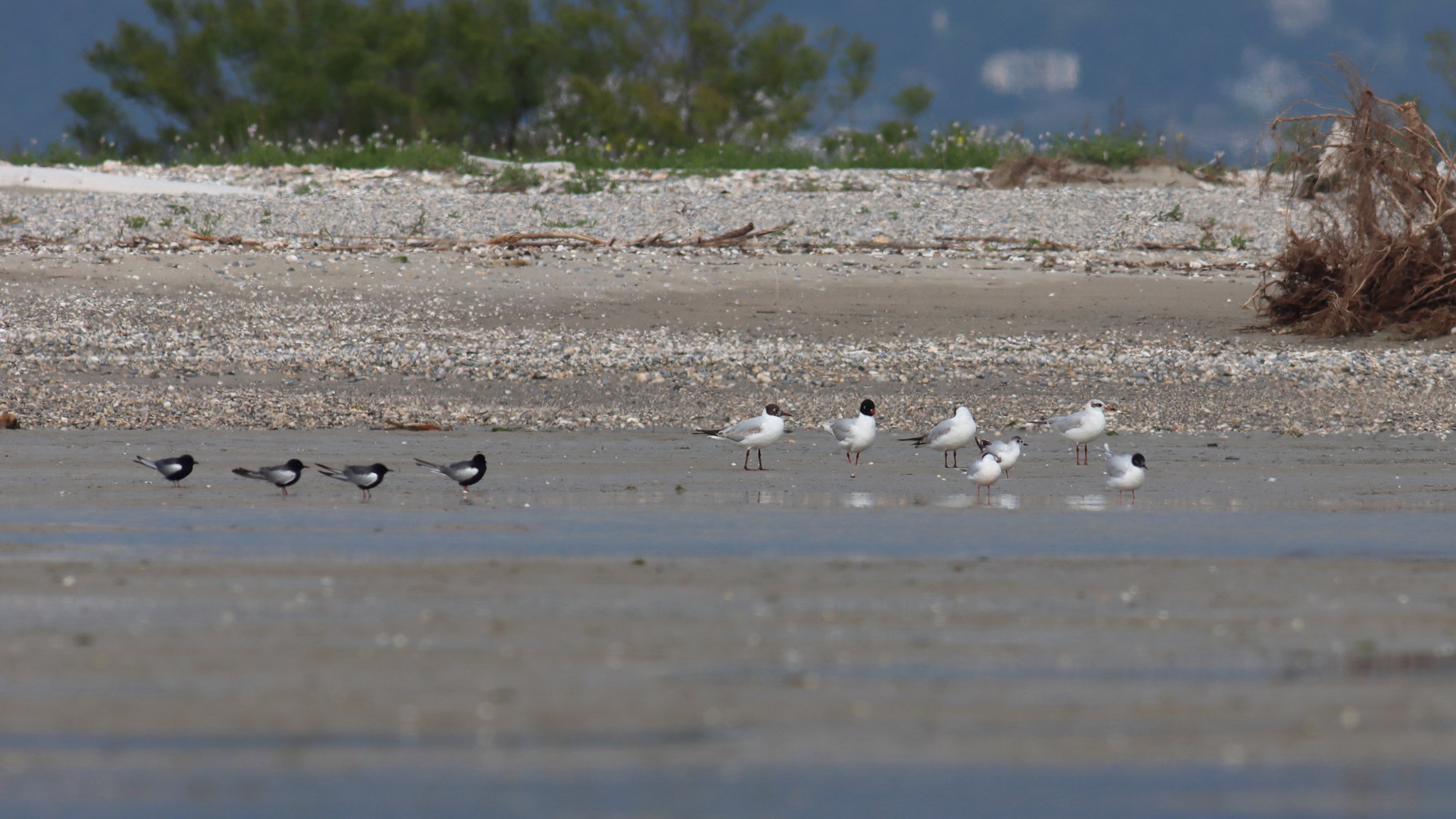 Forse non tutti sanno che in Friuli c'è il posto migliore per il bird ...