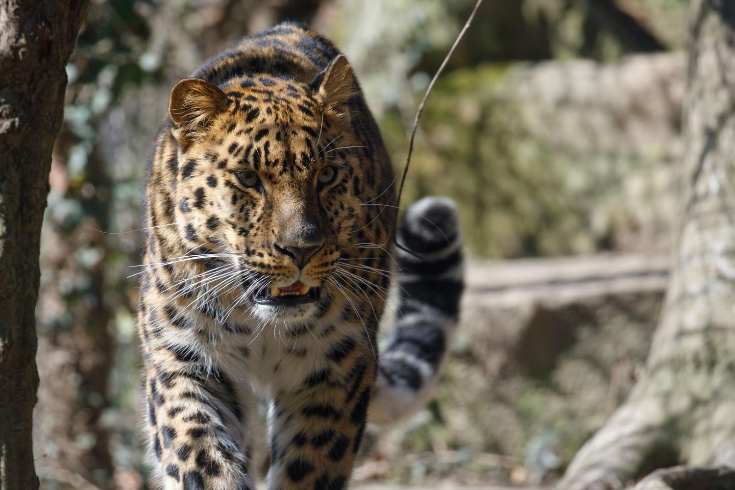 Lignano, uno dei felini più rari al mondo arriva allo zoo