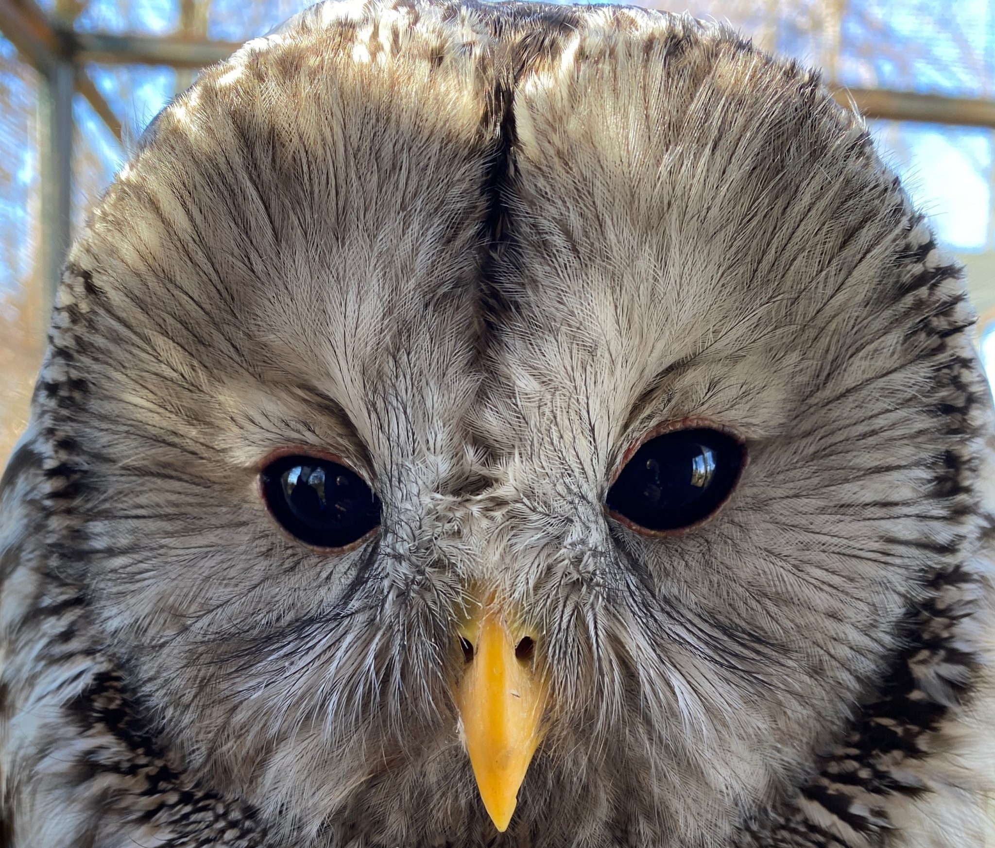 Un raro allocco degli Urali salvato e liberato nella riserva del Cornino
