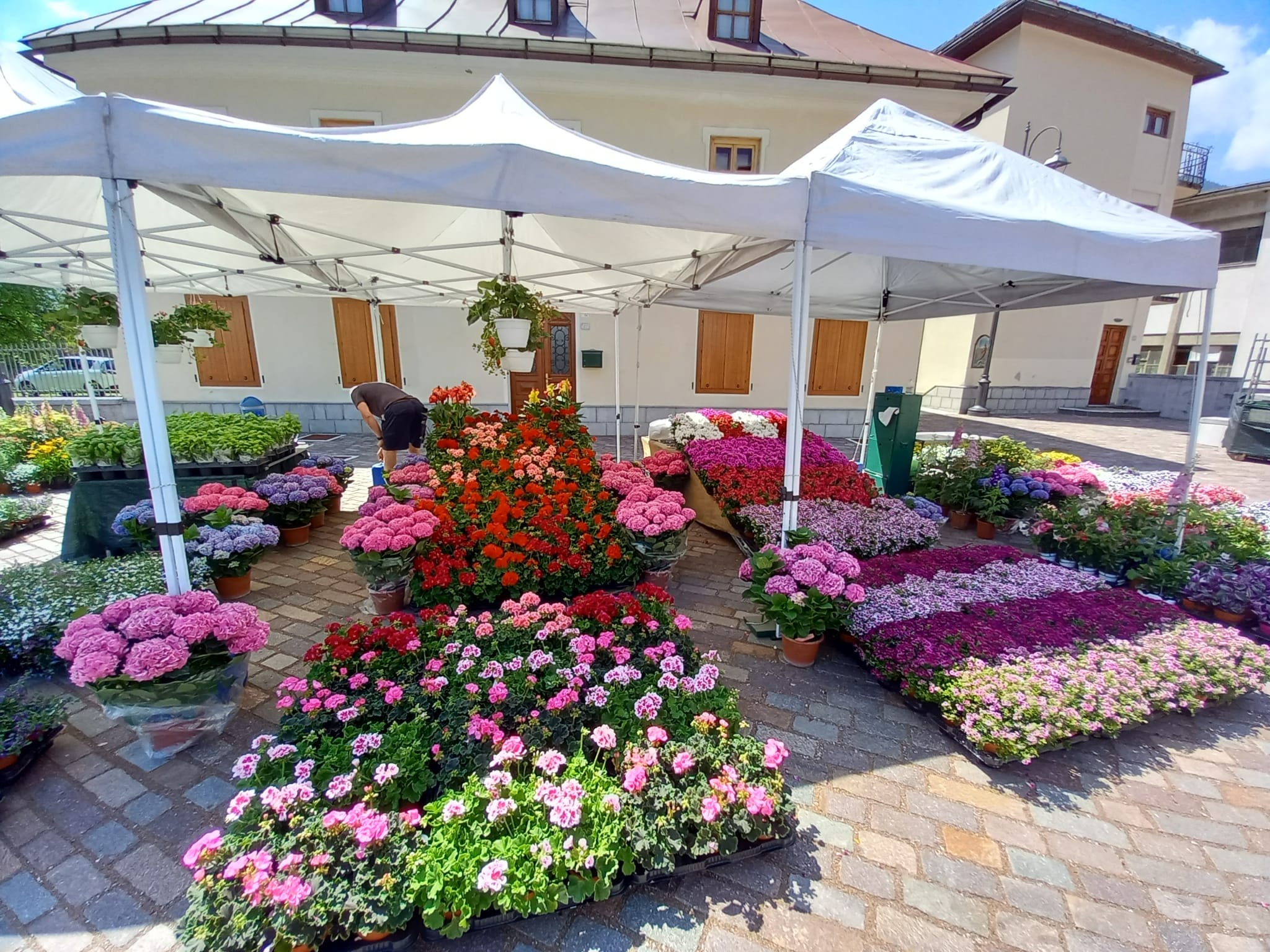 La piazza si trasforma in un grande giardino, torna Tarvisio in fiore