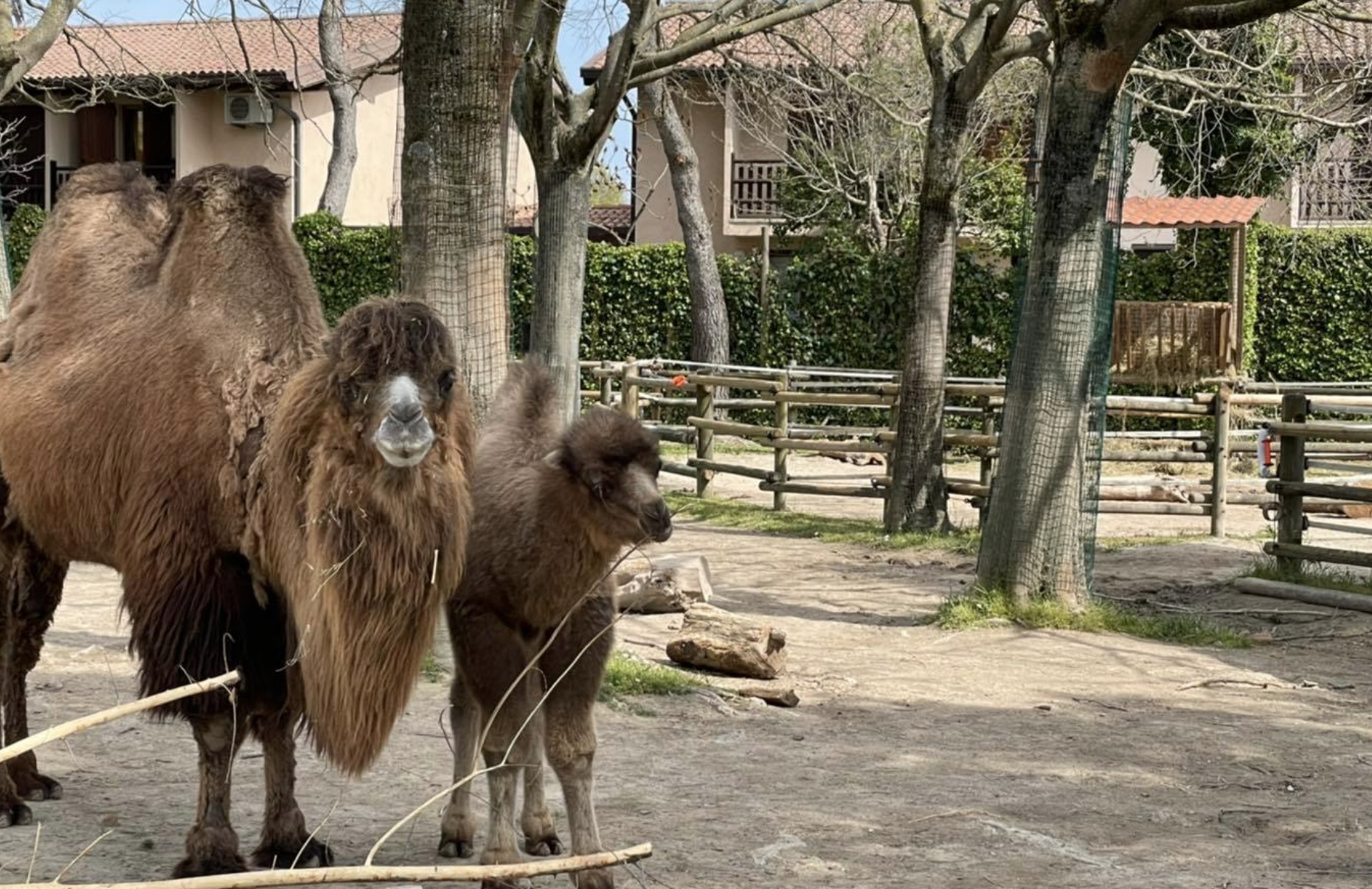 Dopo due anni tornano i centri estivi per i ragazzi allo Zoo di Lignano