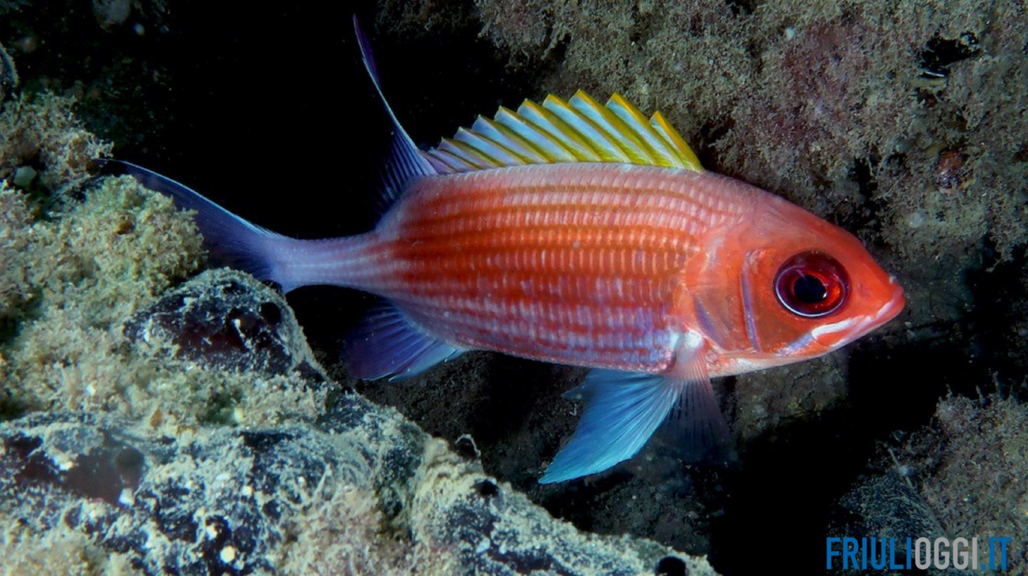 pesce scoiattolo friuli venezia giulia Archivi - Friuli Oggi - Il ...