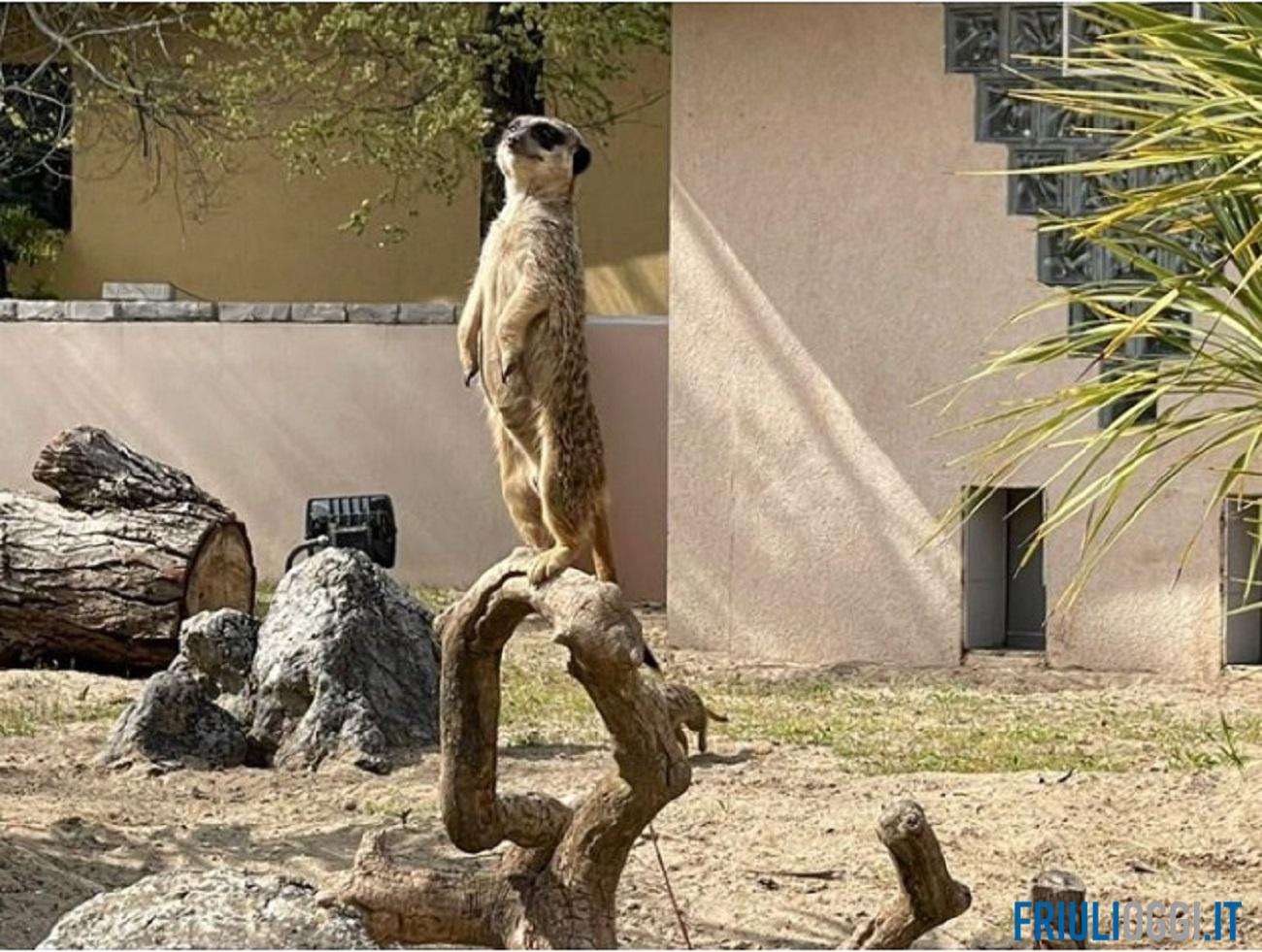 Lo zoo di Lignano riapre, ecco le iniziative pensate per i bambini
