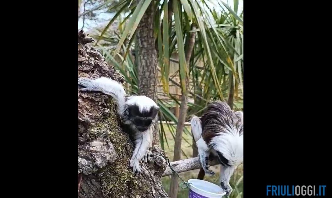 Lignano, il parco zoo festeggia le scimmiette tamarino: ora sono 7