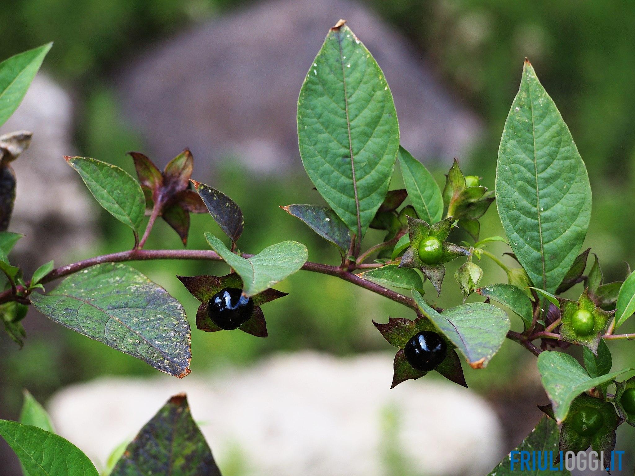Scambiano bacche di Belladonna per mirtilli, 3 si sentono male