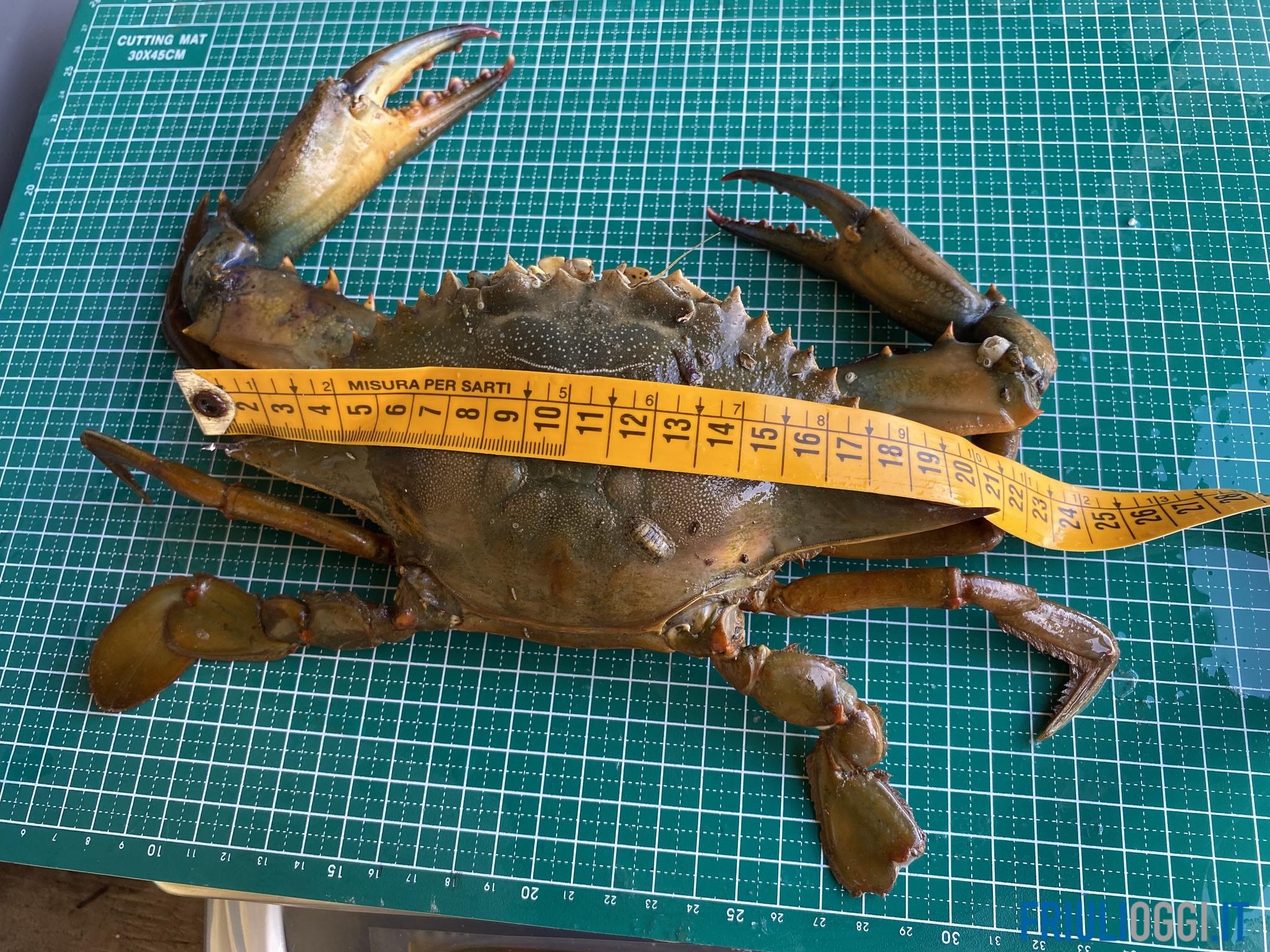 Fvg, pescato un granchio blu "gigante": misura 20 centimetri