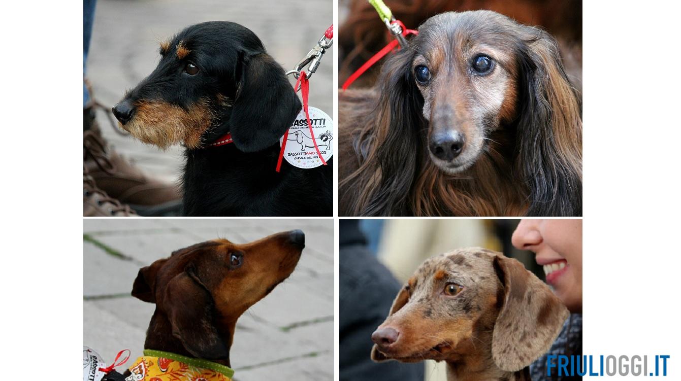 I bassotti invadono Cividale: il raduno di cagnolini nella città ducale