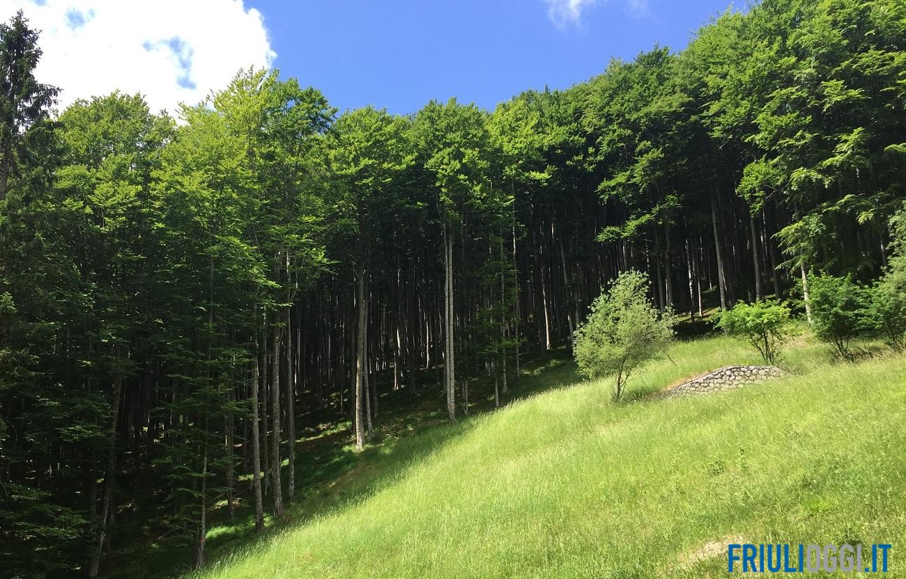 Boschi certificati, il Friuli Venezia Giulia è terzo in Italia