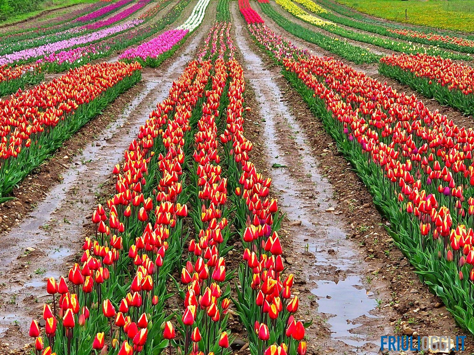 A Rive d'Arcano, un campo con 30mila tulipani in fiore