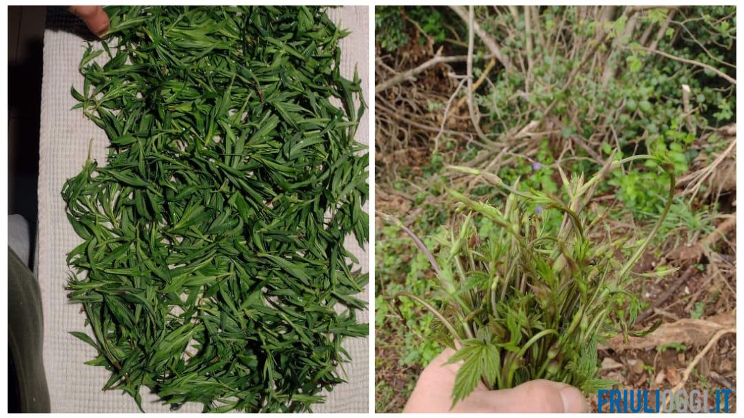 È arrivata la stagione di germogli del luppolo e silene: dove trovarli