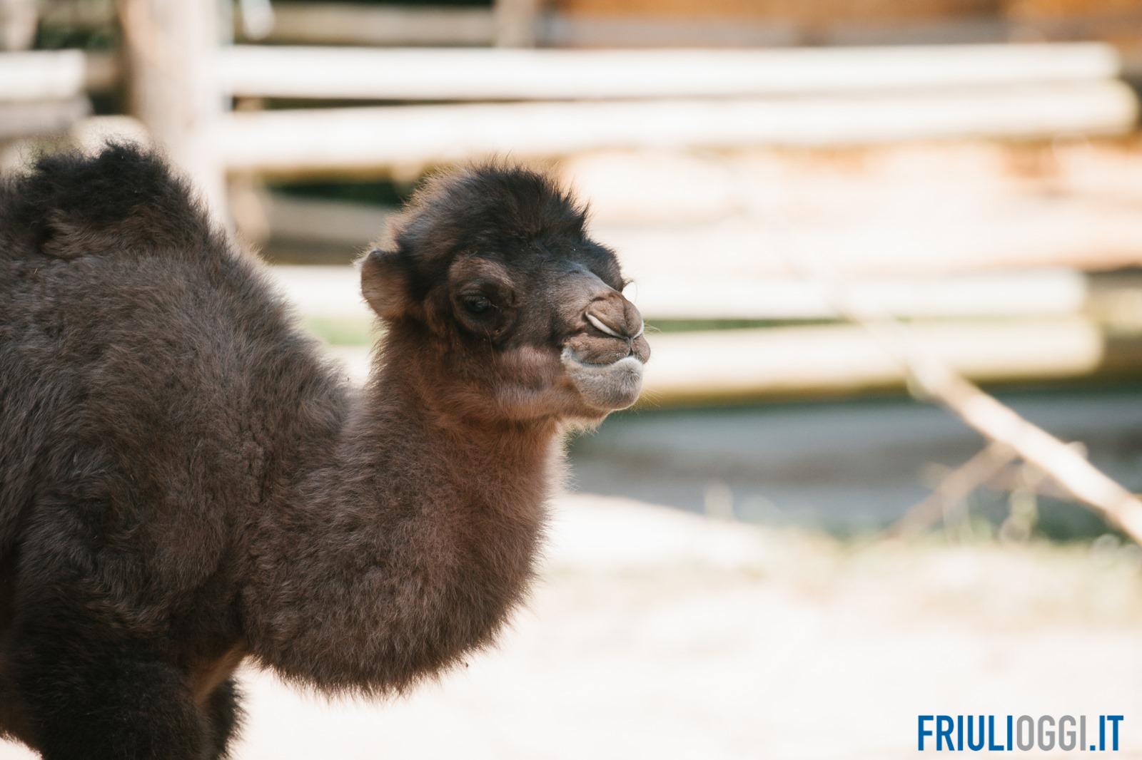 Al Parco Zoo Punta Verde è nato il cammello Subutay