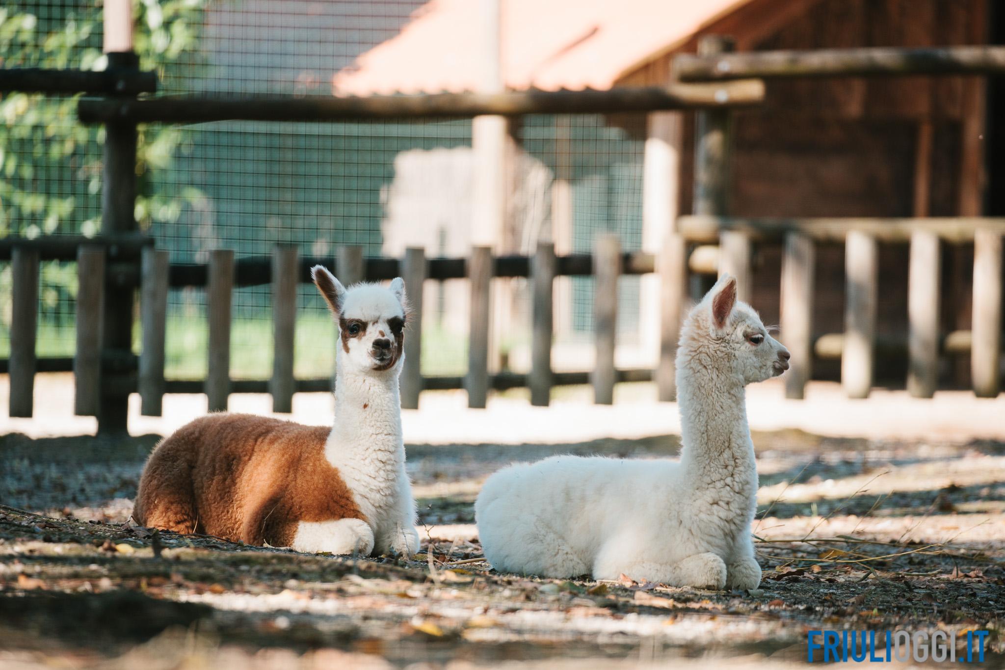 Al Parco Zoo di Lignano si festeggia Halloween con 3 nuovi alpaca