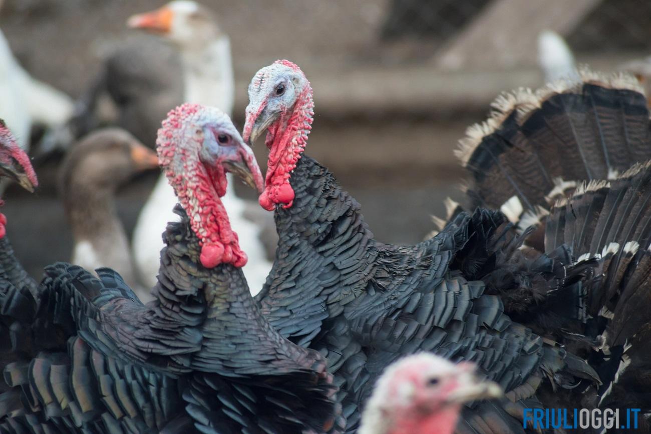 Influenza aviaria in un allevamento di tacchini della bassa friulana