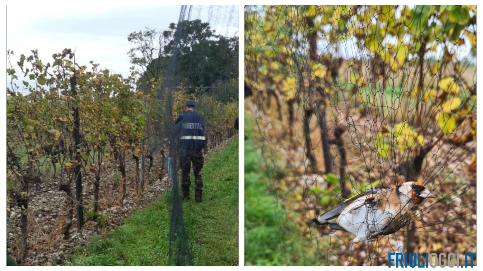 Operazione antibracconaggio in Friuli Venezia Giulia: sequestrate reti ...