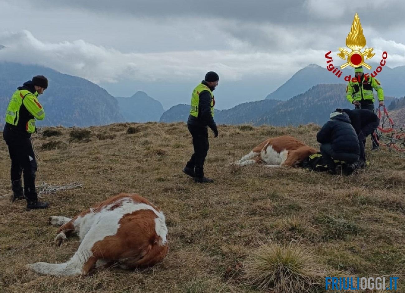 L'orso attacca le mucche, due scappano: salvate dai vigili del fuoco