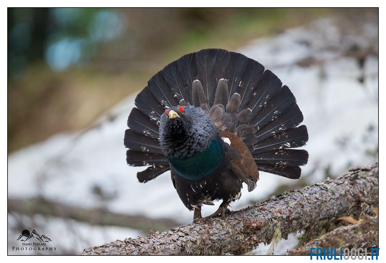 In Friuli un progetto di monitoraggio per proteggere il gallo cedrone