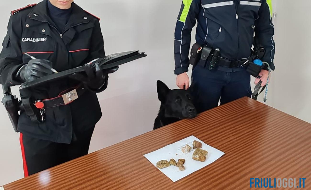 Garant, il pastore tedesco che scova l'hashish nascosto a Udine